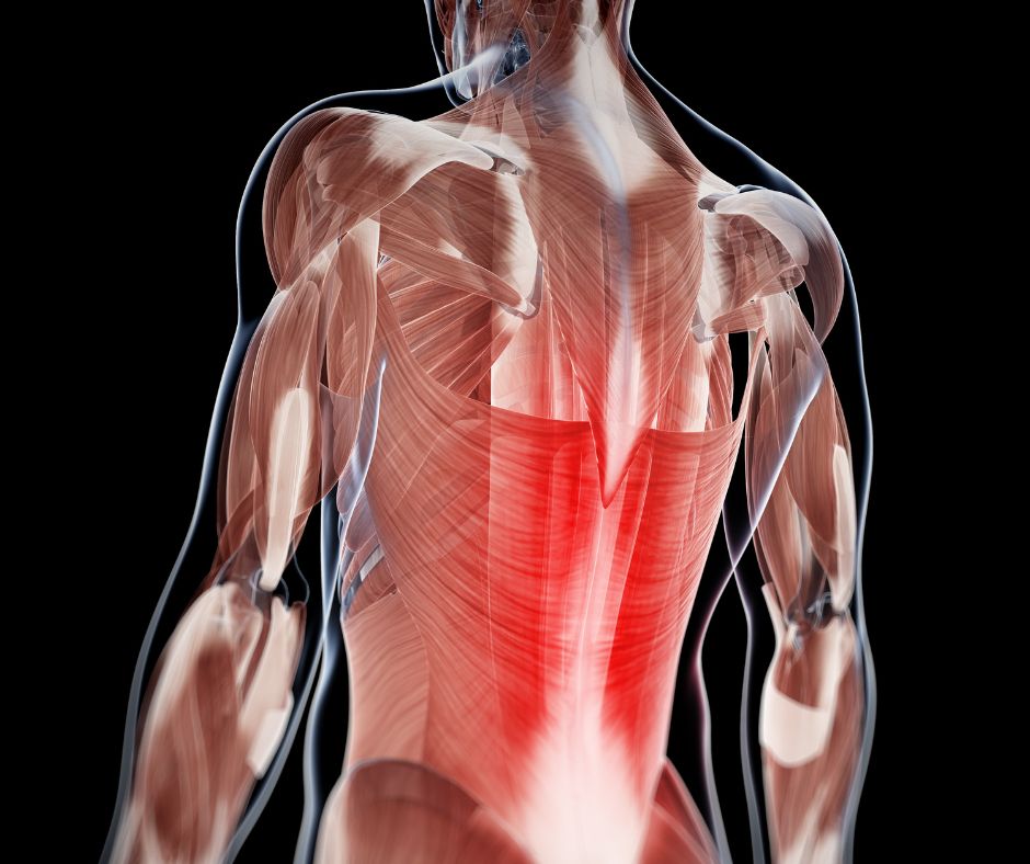 Strengthen Your Back Muscles with Top Tips